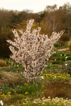 Der Rhododendron Shop von Hobbie aus Westerstede - Prunus nipponica var ...