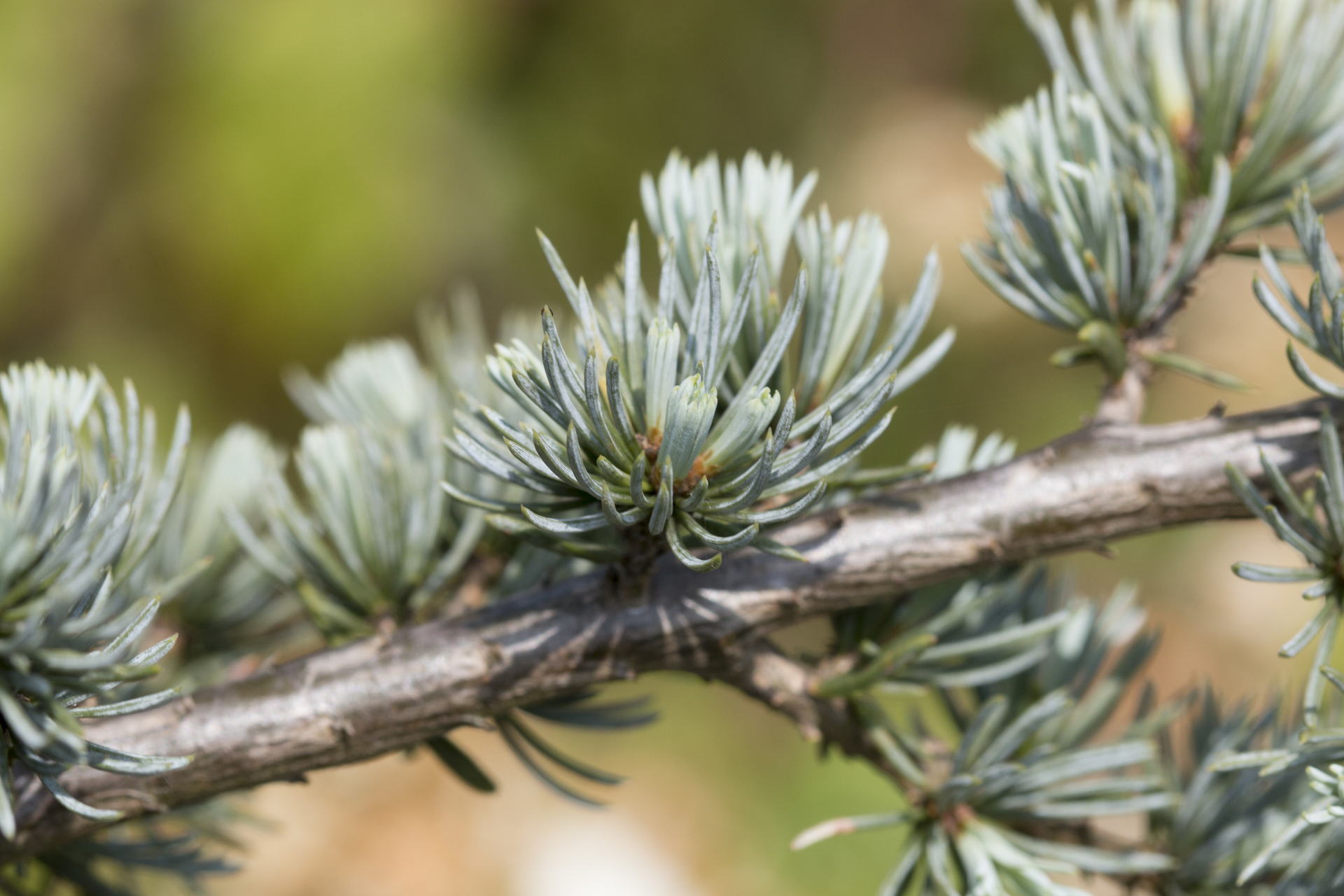 Der Rhododendron Shop von Hobbie aus Westerstede - Cedrus libani ...