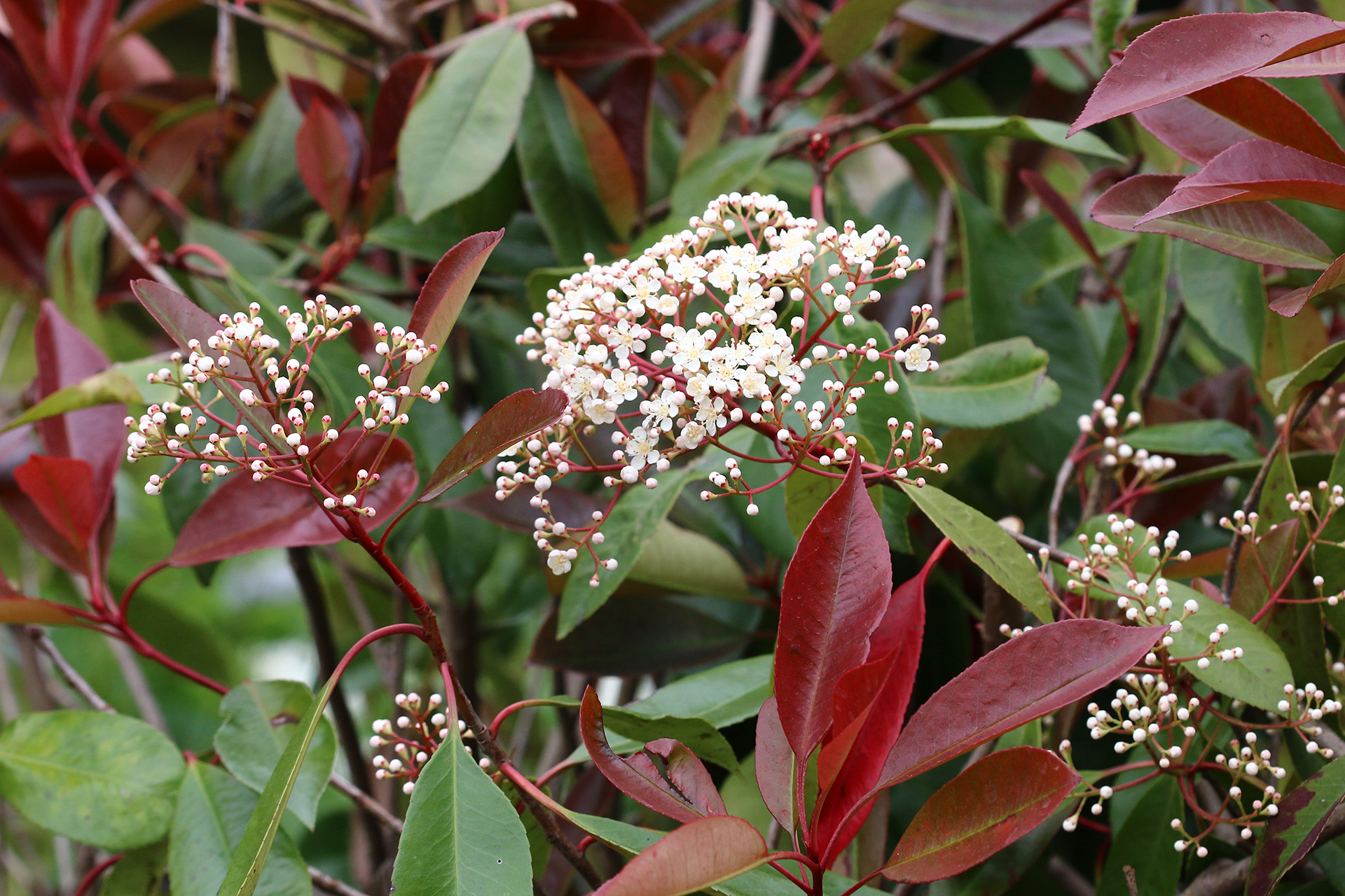 Der Rhododendron Shop von Hobbie aus Westerstede - Photinia fraseri ...