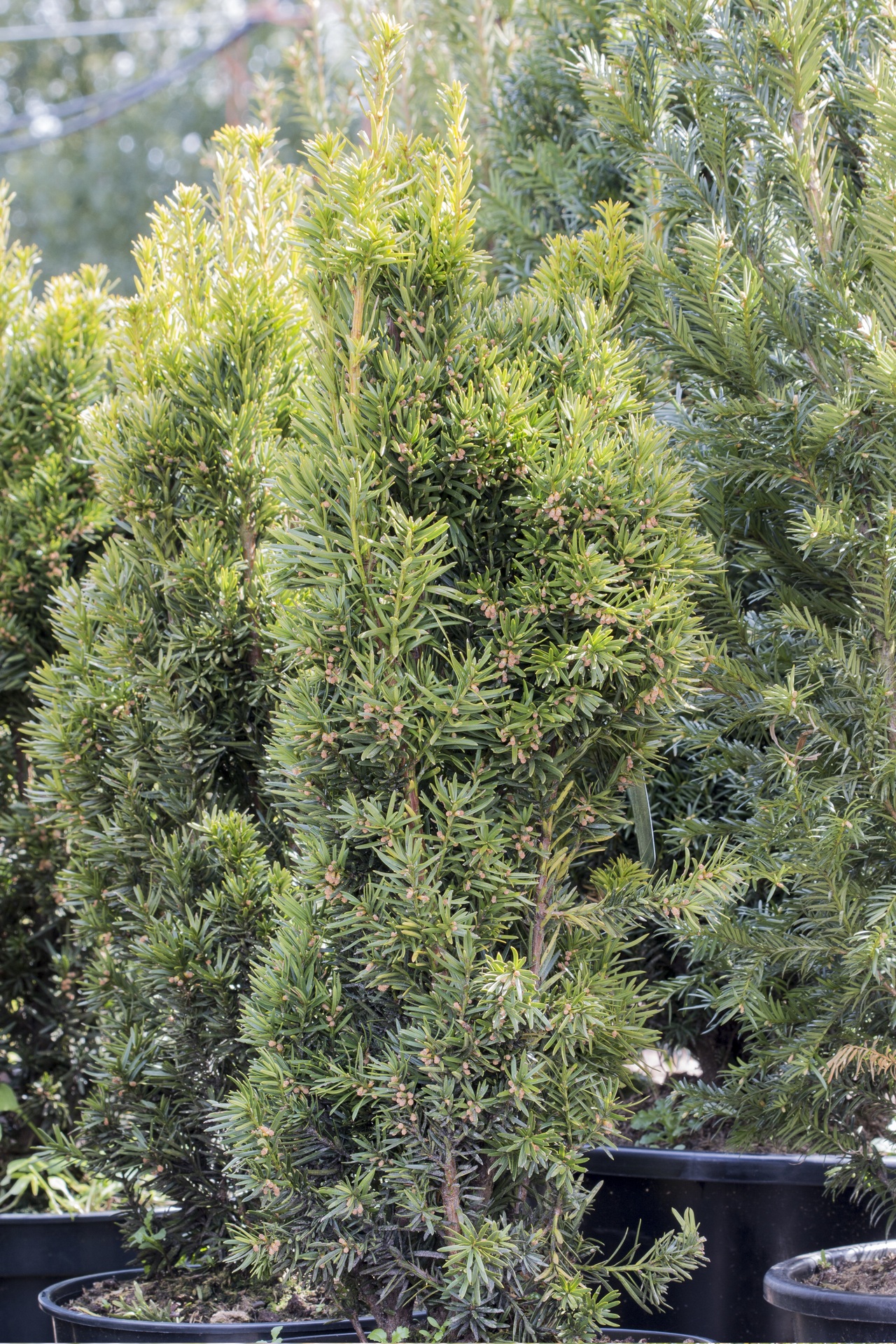 Der Rhododendron Shop von Hobbie aus Westerstede - Taxus x media ...